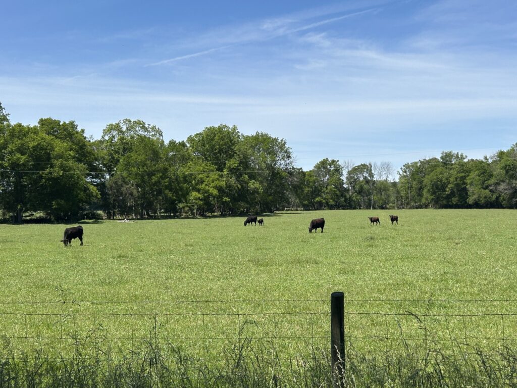 Two men arrested for cattle theft - Tullahoma News